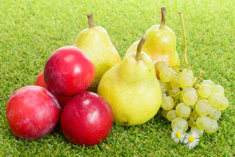 Pears, plums and grapes stock photo. Image of ripe, diet - 60077262