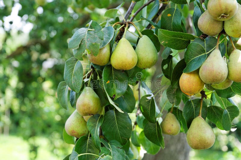 Pears (Pyrus) on the tree stock image. Image of ripe - 276428711