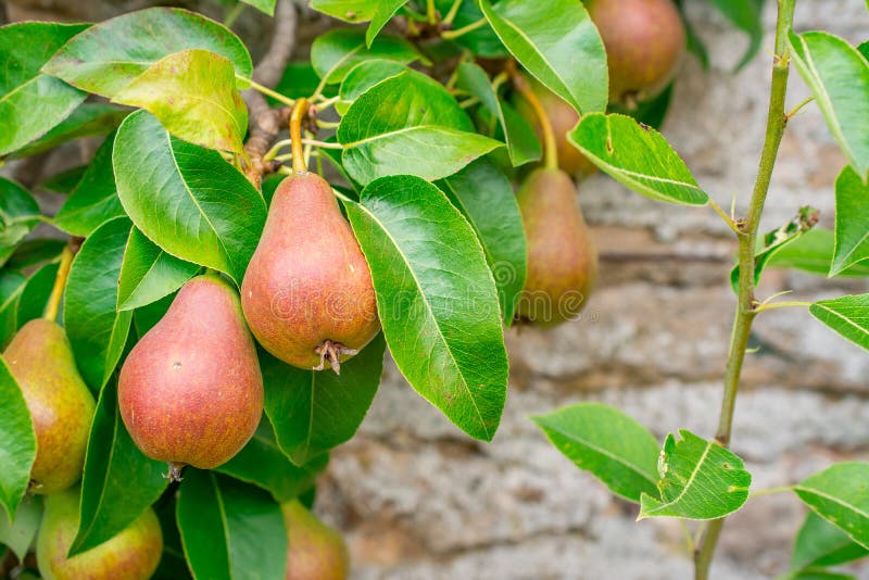 Oil Art & Collectibles Abundant Pears etna.com.pe