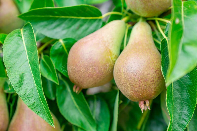 Pears almost Ready for Harvest on a Pear Tree Stock Image - Image of ...