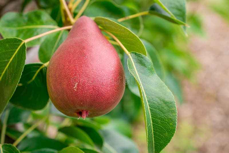 Oil Art & Collectibles Abundant Pears etna.com.pe