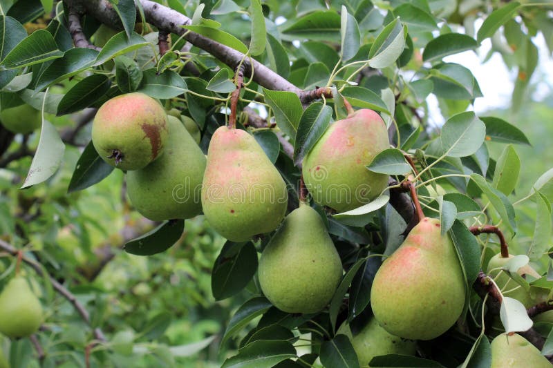 Pears Ripen on the Tree Branch Stock Image - Image of harvest, fresh ...