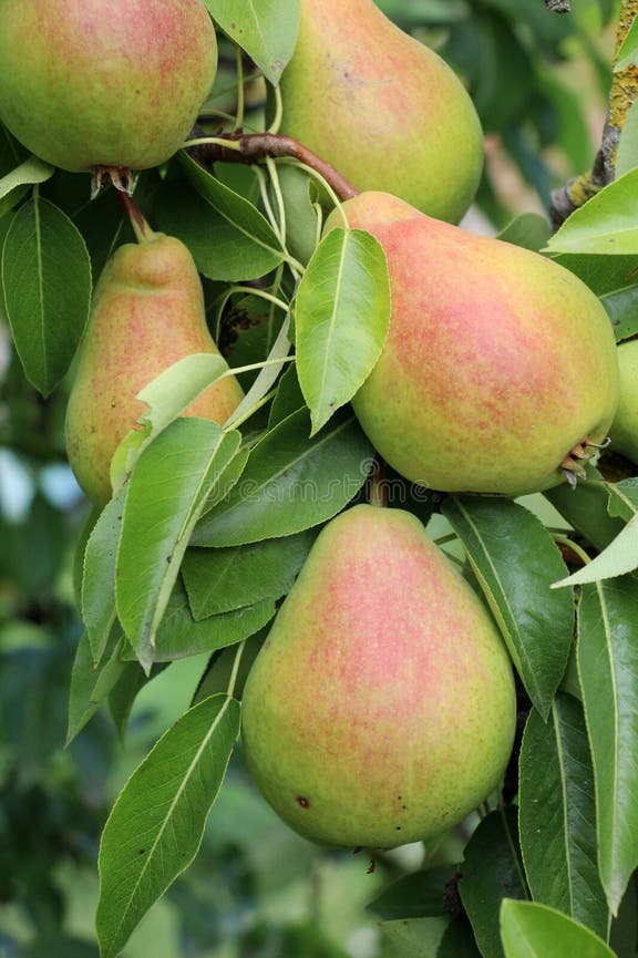 Pears Ripen on the Tree Branch Stock Image - Image of harvest, plant ...