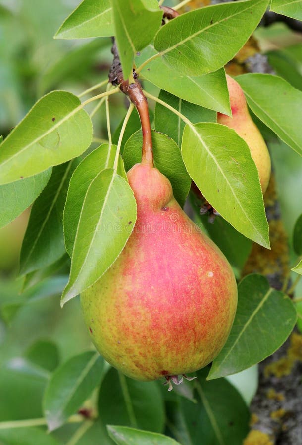 Pears Ripen on the Tree Branch Stock Photo - Image of pink, autumn ...