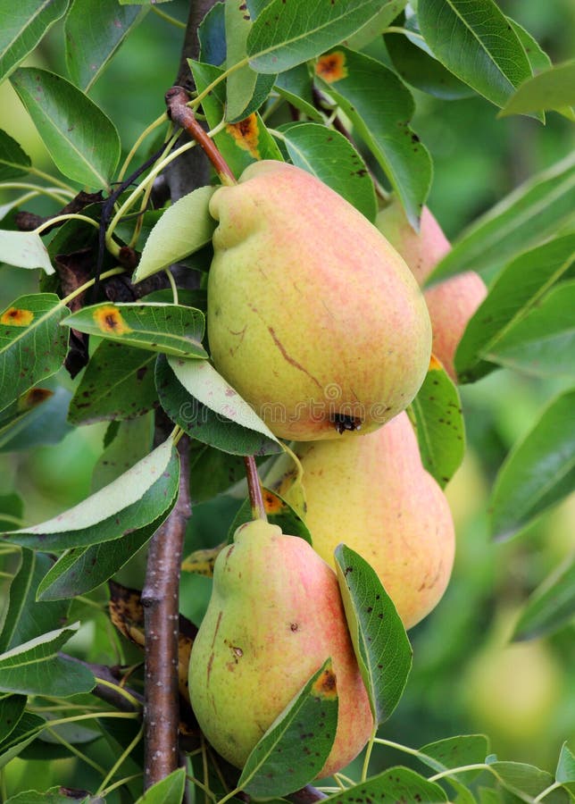 Pears Ripen on the Tree Branch Stock Photo - Image of branch, green ...