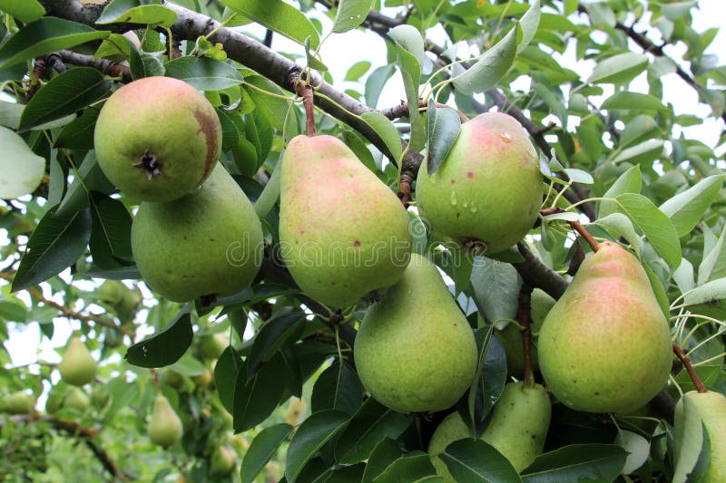 Pears Ripen on the Tree Branch Stock Photo - Image of delicious, summer ...