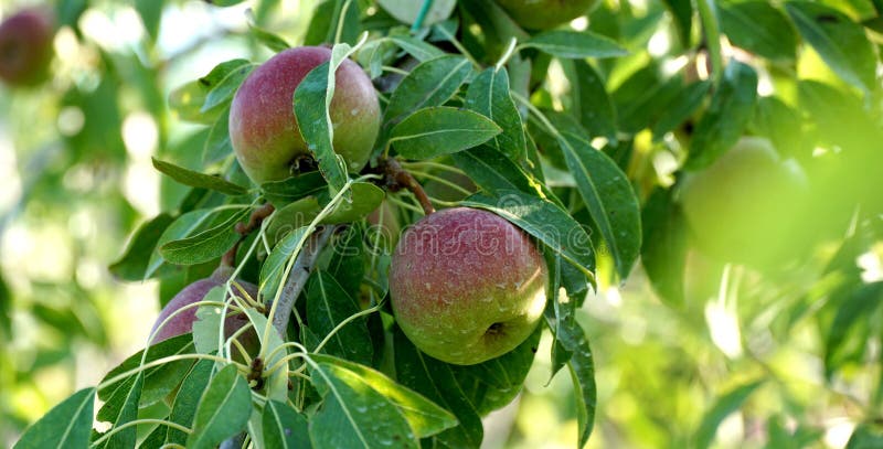 Pears Ripening on the Pear Tree. Sunny August Morning Stock Photo ...