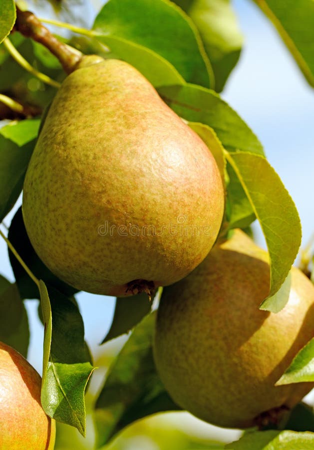Pears on the tree. stock image. Image of picking, organic - 26624367
