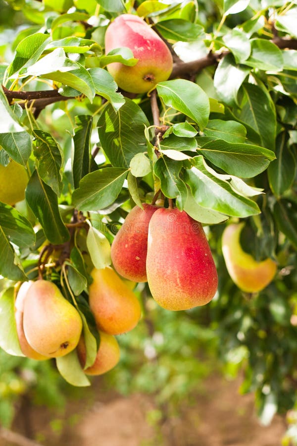 Close-up of pears stock image. Image of outdoor, plant - 233439