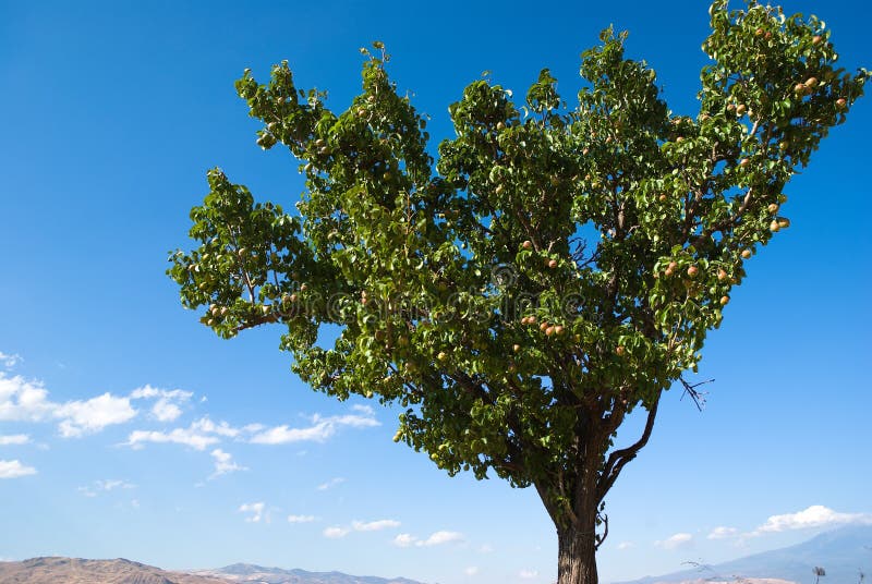 Pears tree stock image. Image of product, vegetation, season - 5576007
