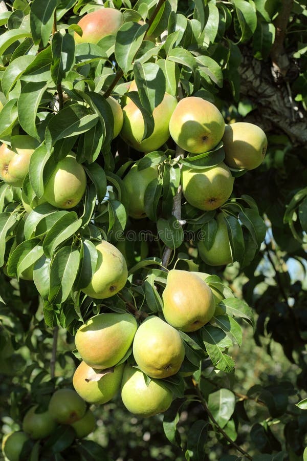 Bartlett Pears Growing on the Tree Stock Photo - Image of delicious ...