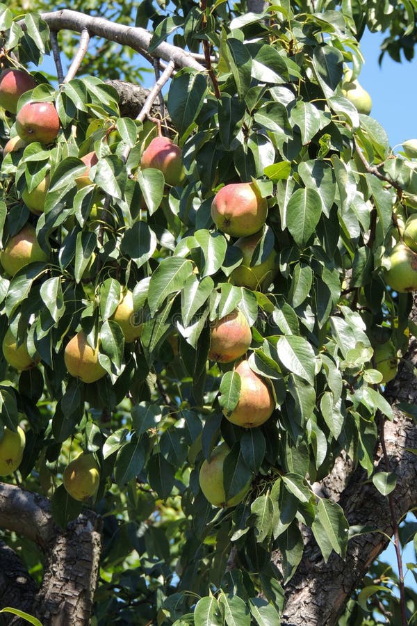 Closeup Of Unripe Pears On Tree Branch With Green Leaves During Summer ...