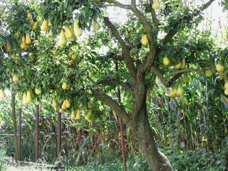 Green Pears Hanging on a Growing Pear Tree . Tuscany, Italy Stock Image ...