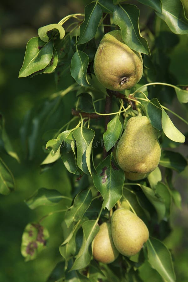 Pears on a tree stock image. Image of cultivated, natural - 75496817