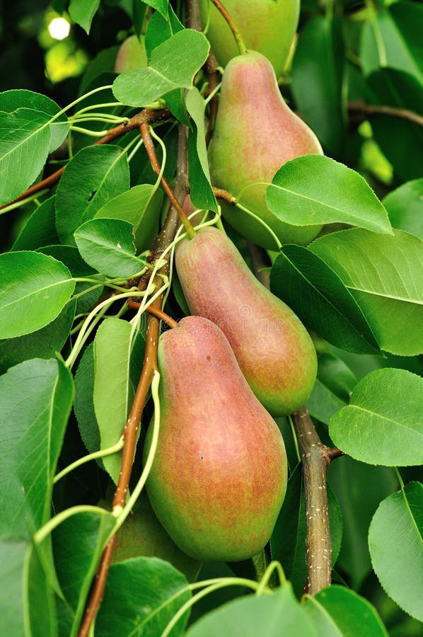 Pears on the tree growing stock image. Image of season - 43649297
