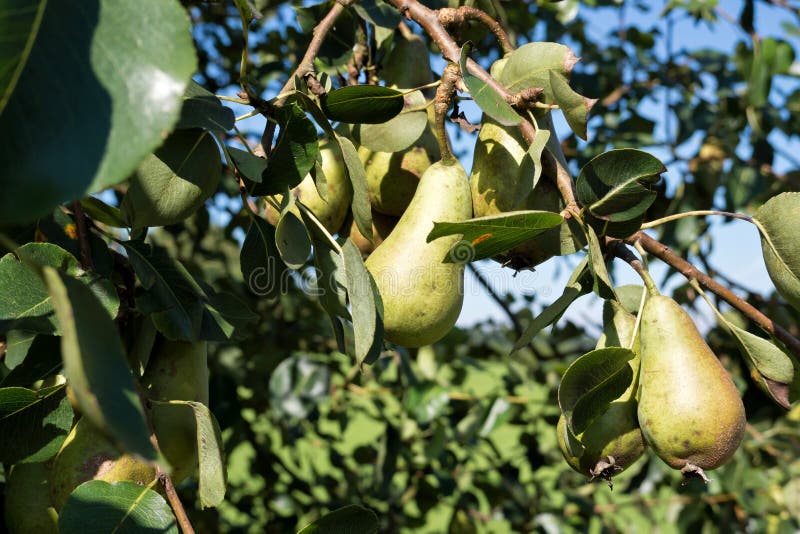 Pears on tree stock image. Image of cultivation, diet - 76034829