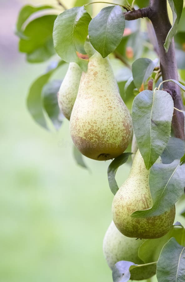 Pears on the tree stock photo. Image of food, diet, garden - 124175422
