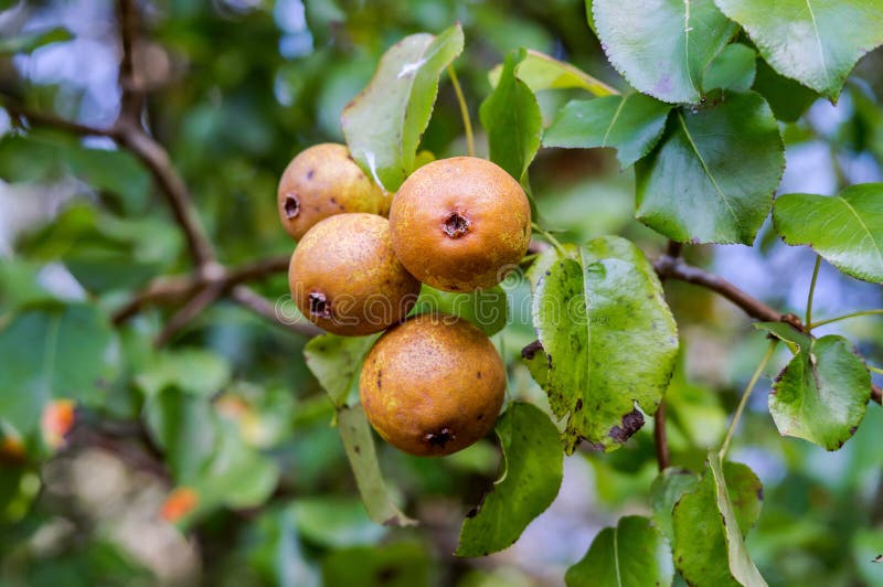 Pears on a Tree. Ripened Small Pears on a Branch. Pear Fruit Tree Stock ...