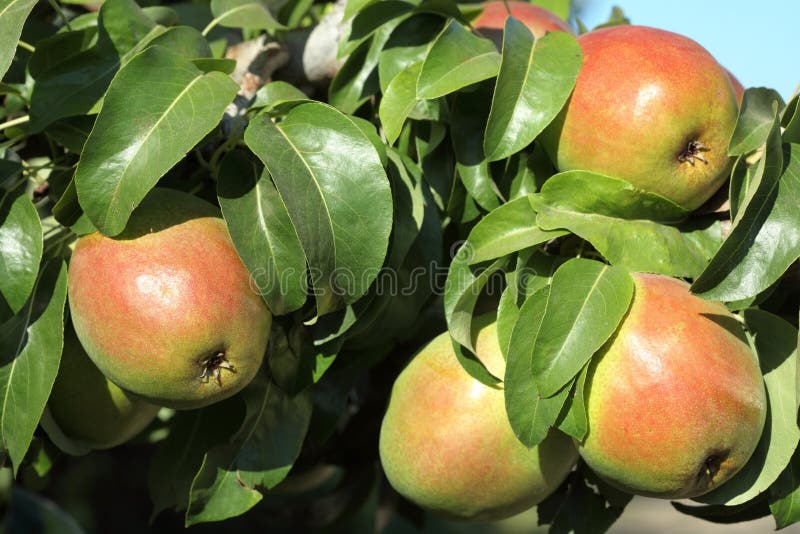 Bartlett Pears Growing on the Tree Stock Image - Image of nutrition ...