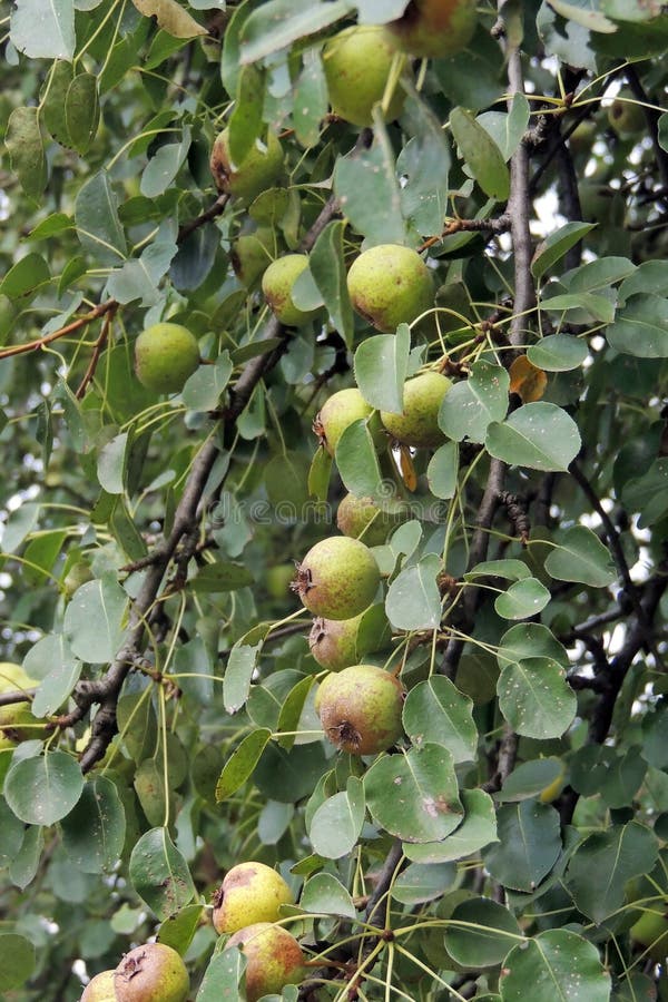 Pears on a tree stock photo. Image of gardening, harvest - 126255086