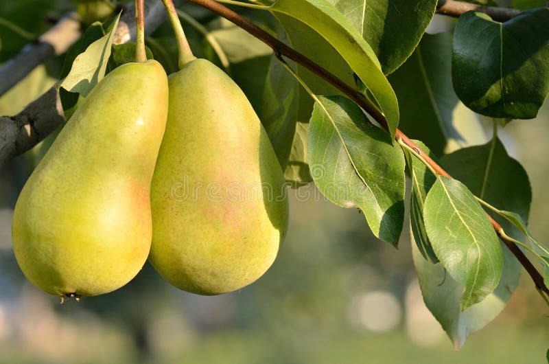 Close-up of pears stock image. Image of outdoor, plant - 233439