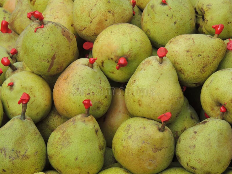 Pears with wax on the stem stock image. Image of market - 29479743
