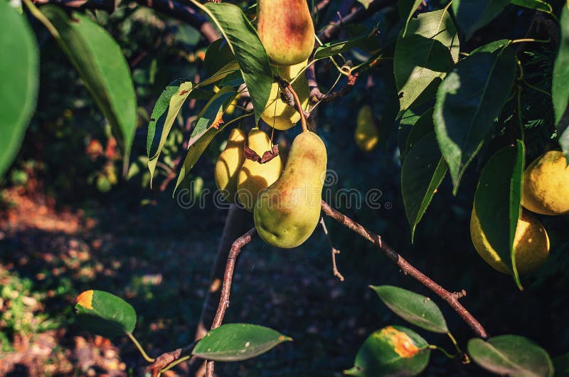 Pears are Yellowish with Red Sides, with Smoothly Curved Neck and Long ...