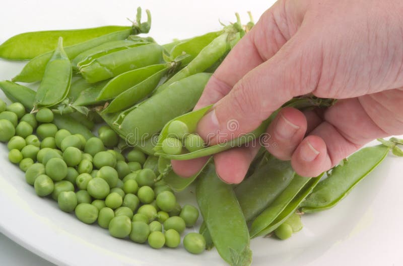 Peas stock photo. Image of nature, small, peas, opened - 1042108