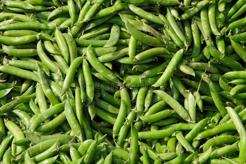 Peas stock image. Image of freshness, peas, organic, heap - 13582821