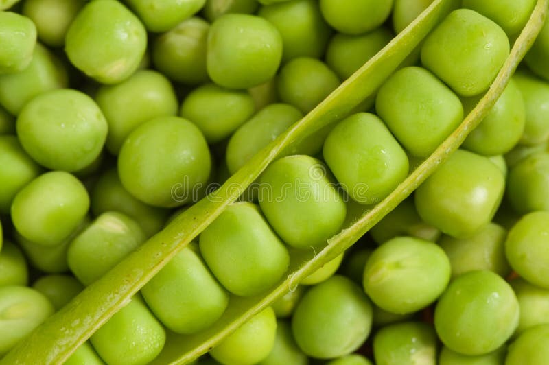 Peas stock image. Image of nature, vegan, legume, seed - 16829641