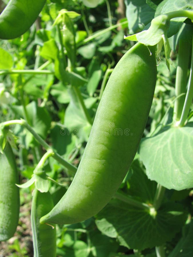Peas stock image. Image of pisum, sugarsnap, green, fruit - 20325327
