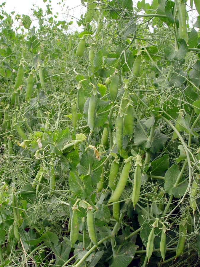 Peas stock photo. Image of vitaminous, green, chef, delicious - 341066