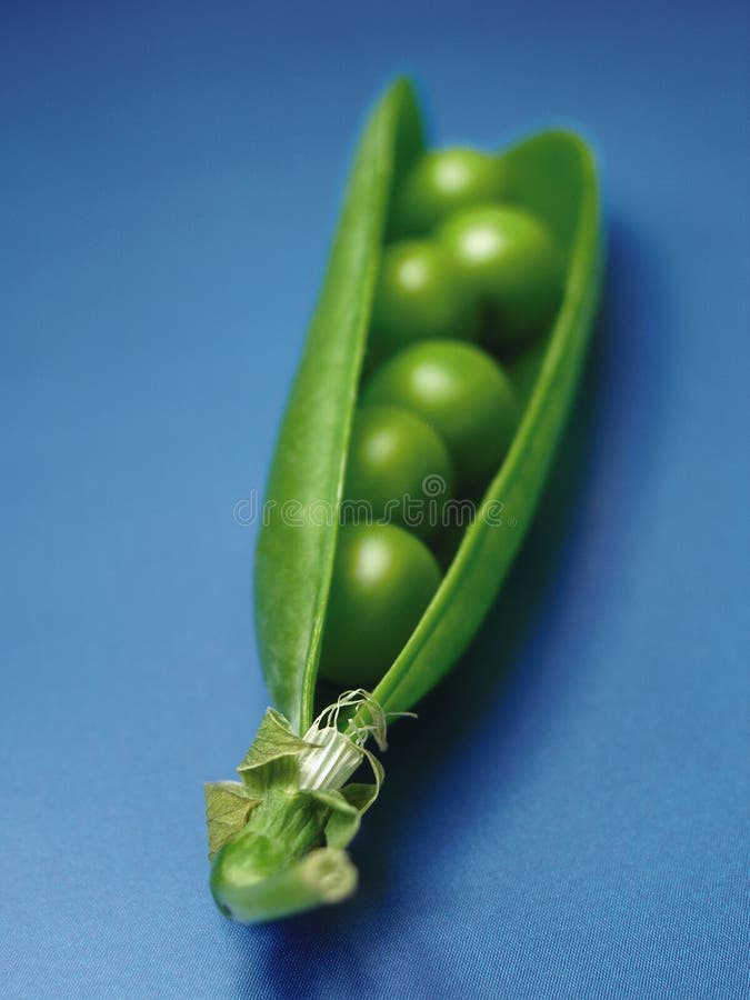 Peas 7 stock photo. Image of nutritious, fresh, blue, food - 249752