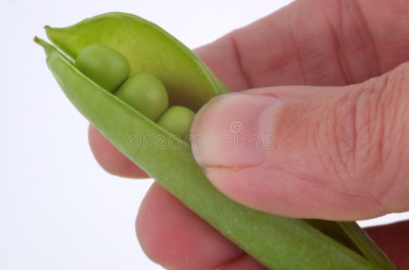 Peas being shelled stock image. Image of nutrition, vegetable - 1042089