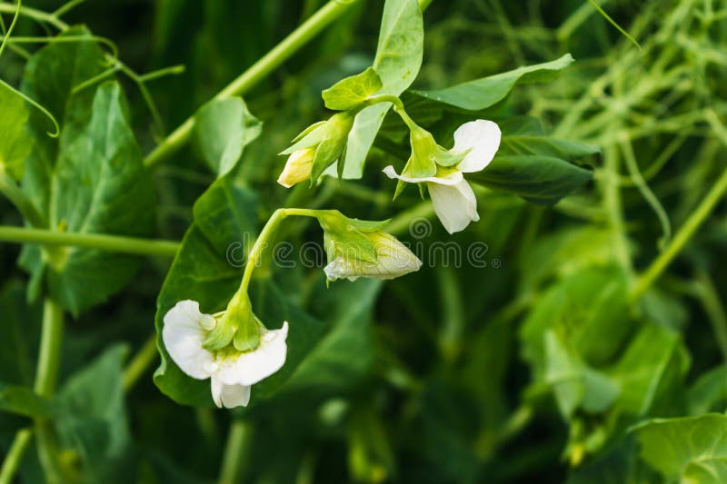 Peas in Flower in Spring, Pisum Sativum Stock Image - Image of growth ...