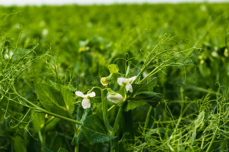 Peas in Flower in Spring, Pisum Sativum Stock Photo - Image of outdoors ...