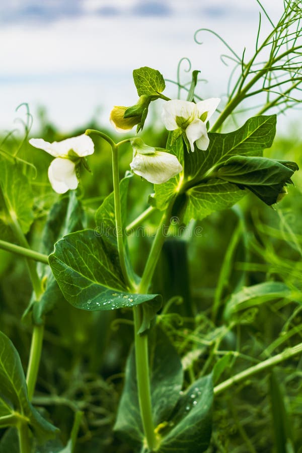 Peas in Flower in Spring, Pisum Sativum Stock Image - Image of food ...