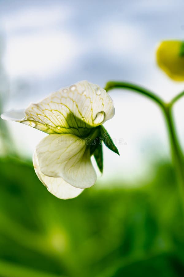 Peas in Flower in Spring, Pisum Sativum Stock Photo - Image of vitamin ...