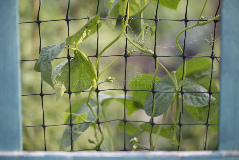 Peas on Garden Net stock image. Image of growing, garden - 57722887