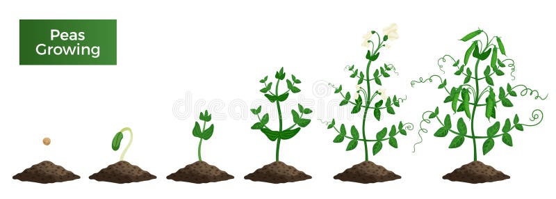 Growth Stages Of Peas, Agriculture, Vector Stock Vector - Illustration ...