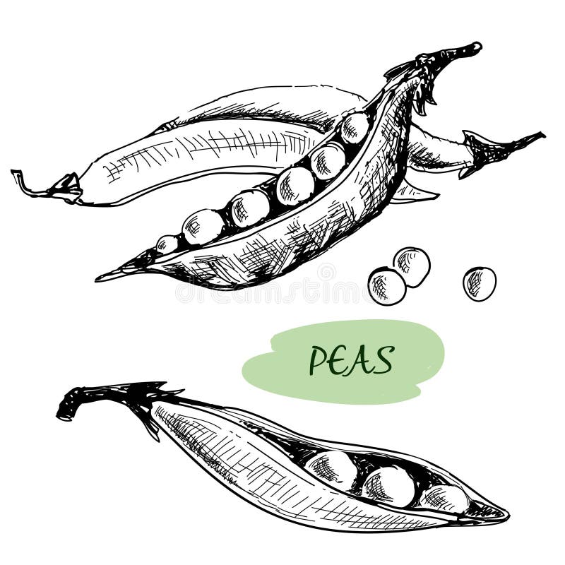 Peas. Hand Drawn Illustration Stock Vector - Illustration of small ...