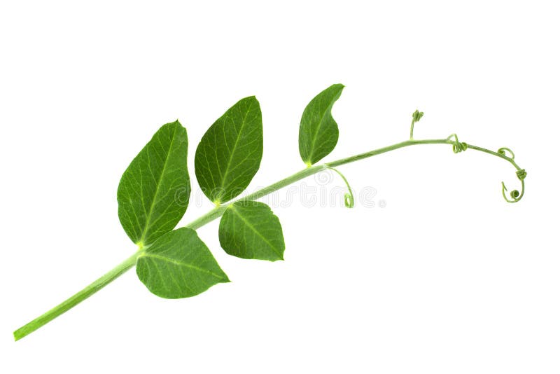 Peas leaf on white stock photo. Image of natural, isolated - 248522888