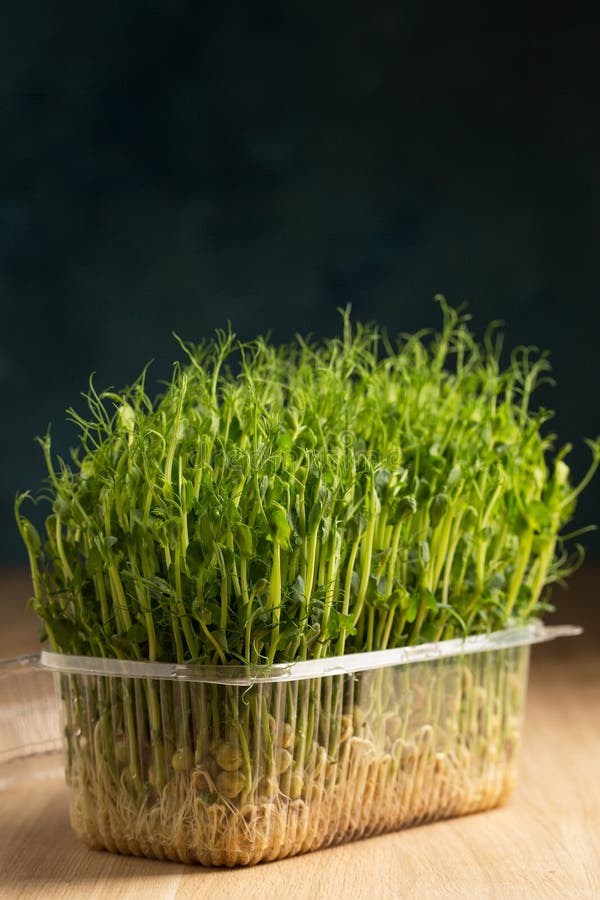 Peas microgreens in a box stock image. Image of seasonal - 270432085