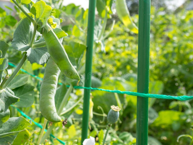Peas stock photo. Image of growth, outdoors, outdoor - 226258932