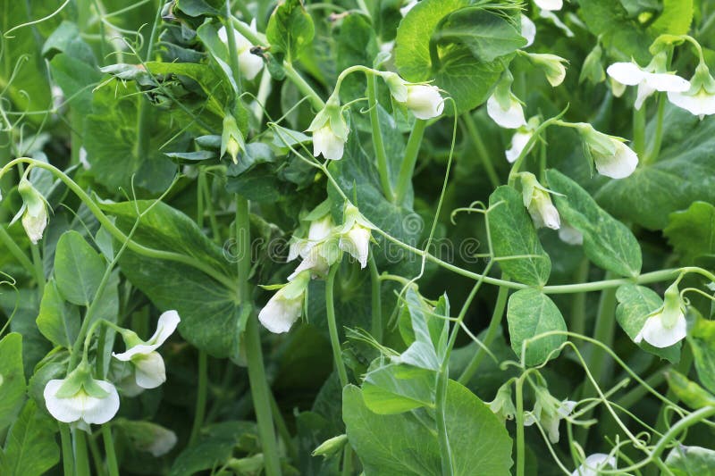 Peas (Pisum Sativum) Bloom in Open Ground Stock Image - Image of plant, organic: 385956851