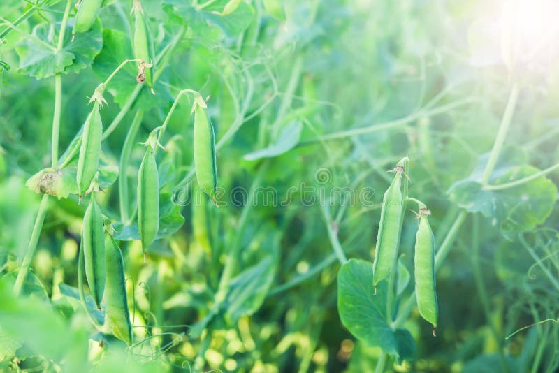 Peas on farm field stock image. Image of growing, industry - 100586031