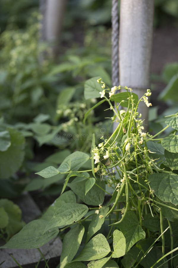 Peas on Pole stock photo. Image of vegetable, plant, gardening - 57722726