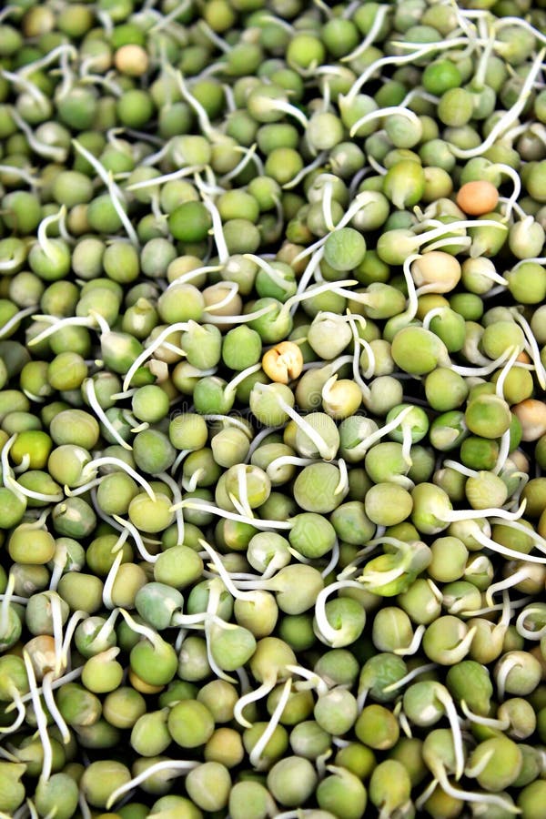 Germinated pea seeds stock photo. Image of plant, germinated - 92860118
