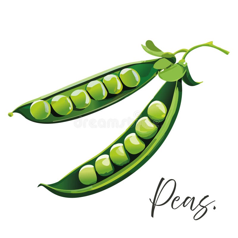 Peas vector illustration stock vector. Illustration of green - 312358001