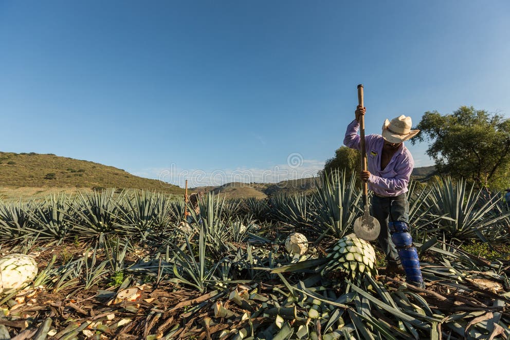 Peasant Cutting Agave with an Ax Editorial Photography - Image of trees ...